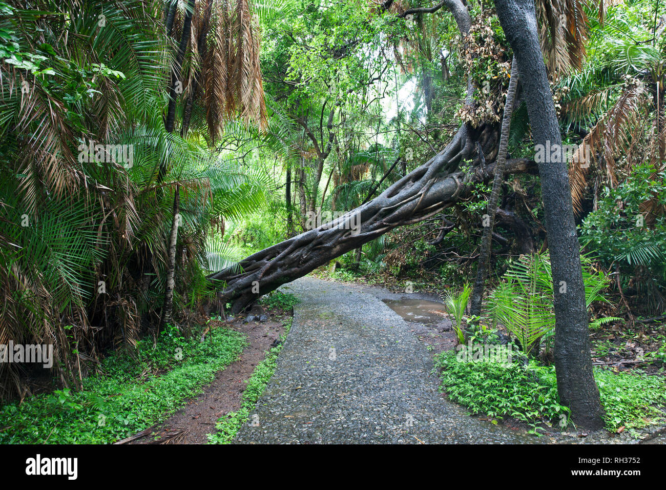 Fallen palm tree trunk hi-res stock photography and images - Alamy