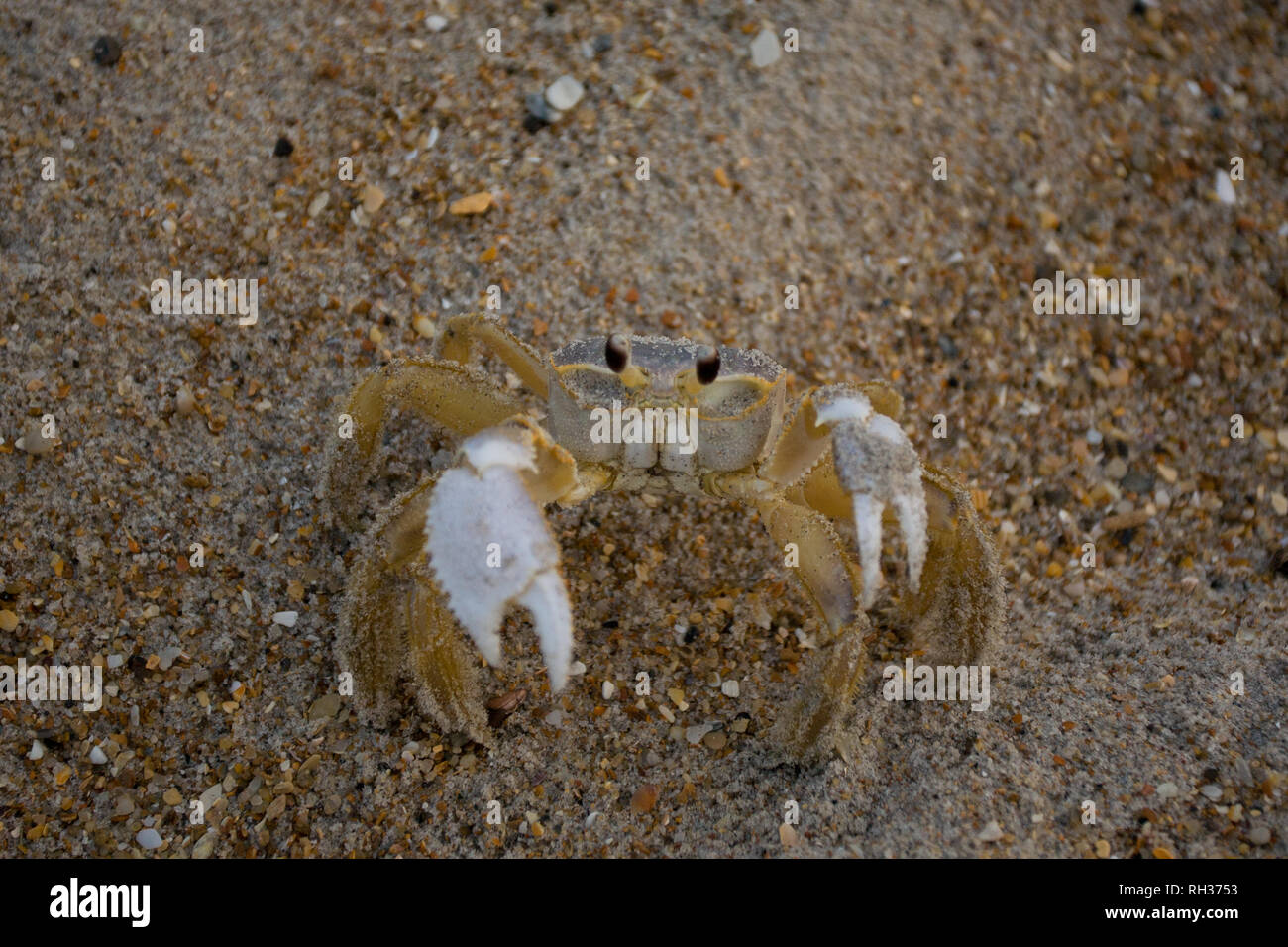 Surf City, Pender County, North Carolina, USA Stock Photo - Alamy