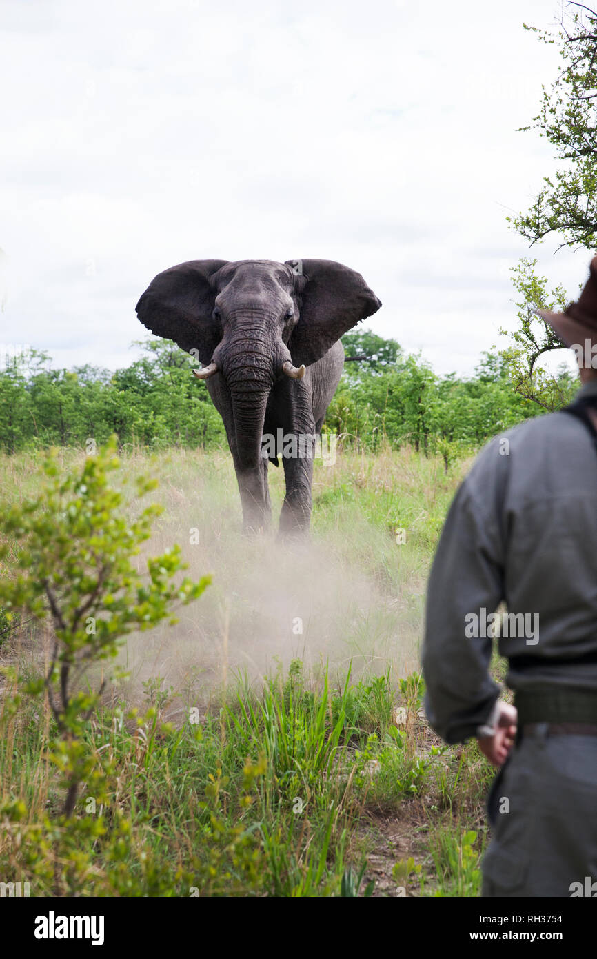 Elephant, man on foreground Stock Photo - Alamy