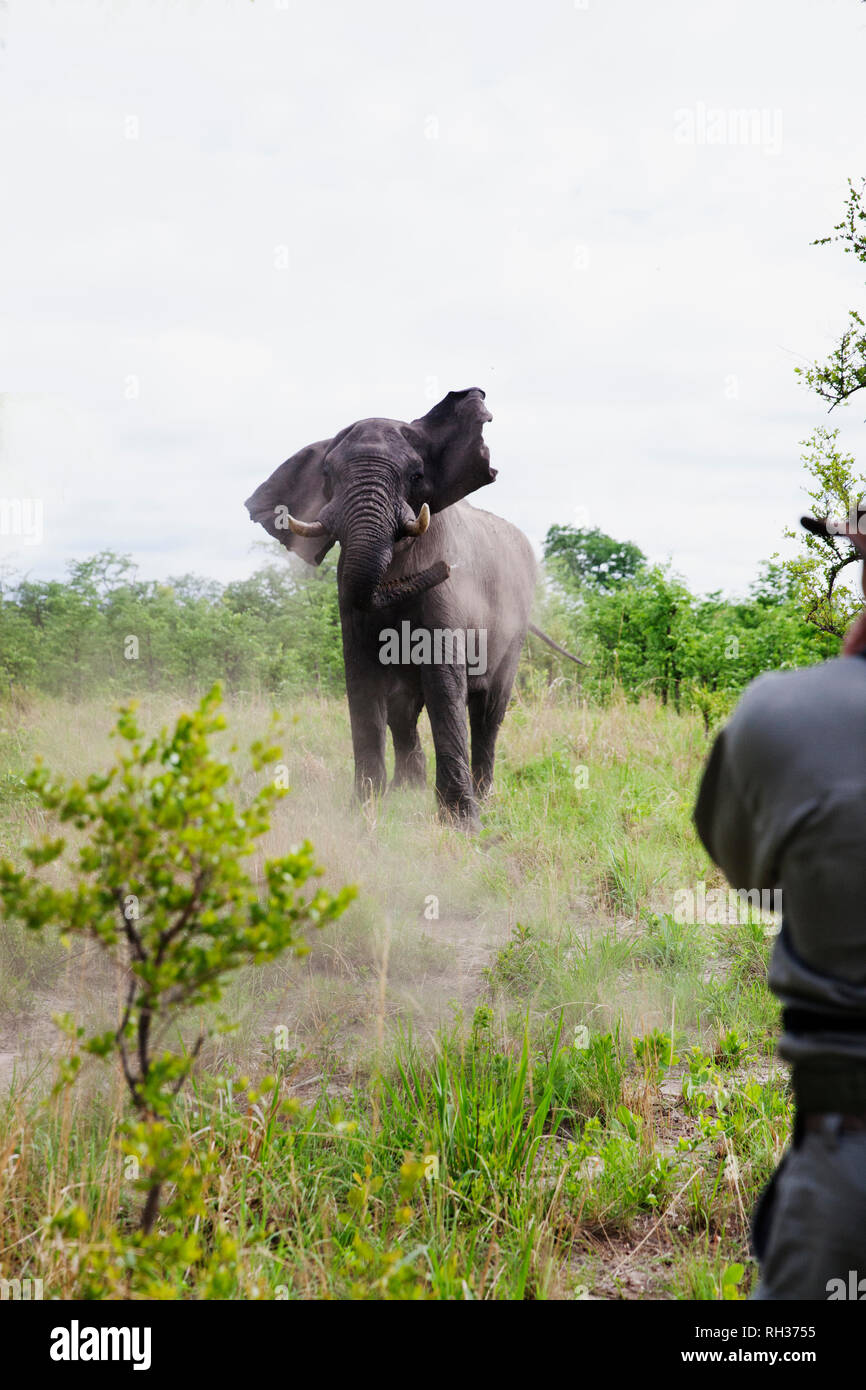 Man running elephant hi-res stock photography and images - Alamy