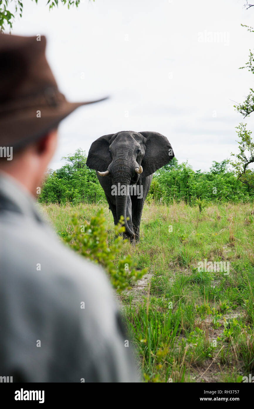Elephant safari man hi-res stock photography and images - Alamy