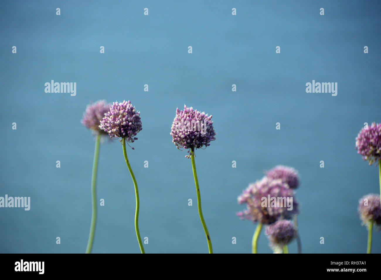 Guernsey wild flowers hi-res stock photography and images - Alamy