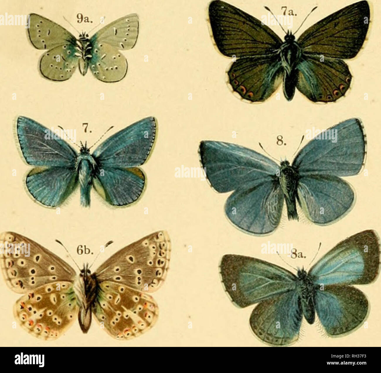 Butterflies And Moths Of Europe at Cameron Malone blog