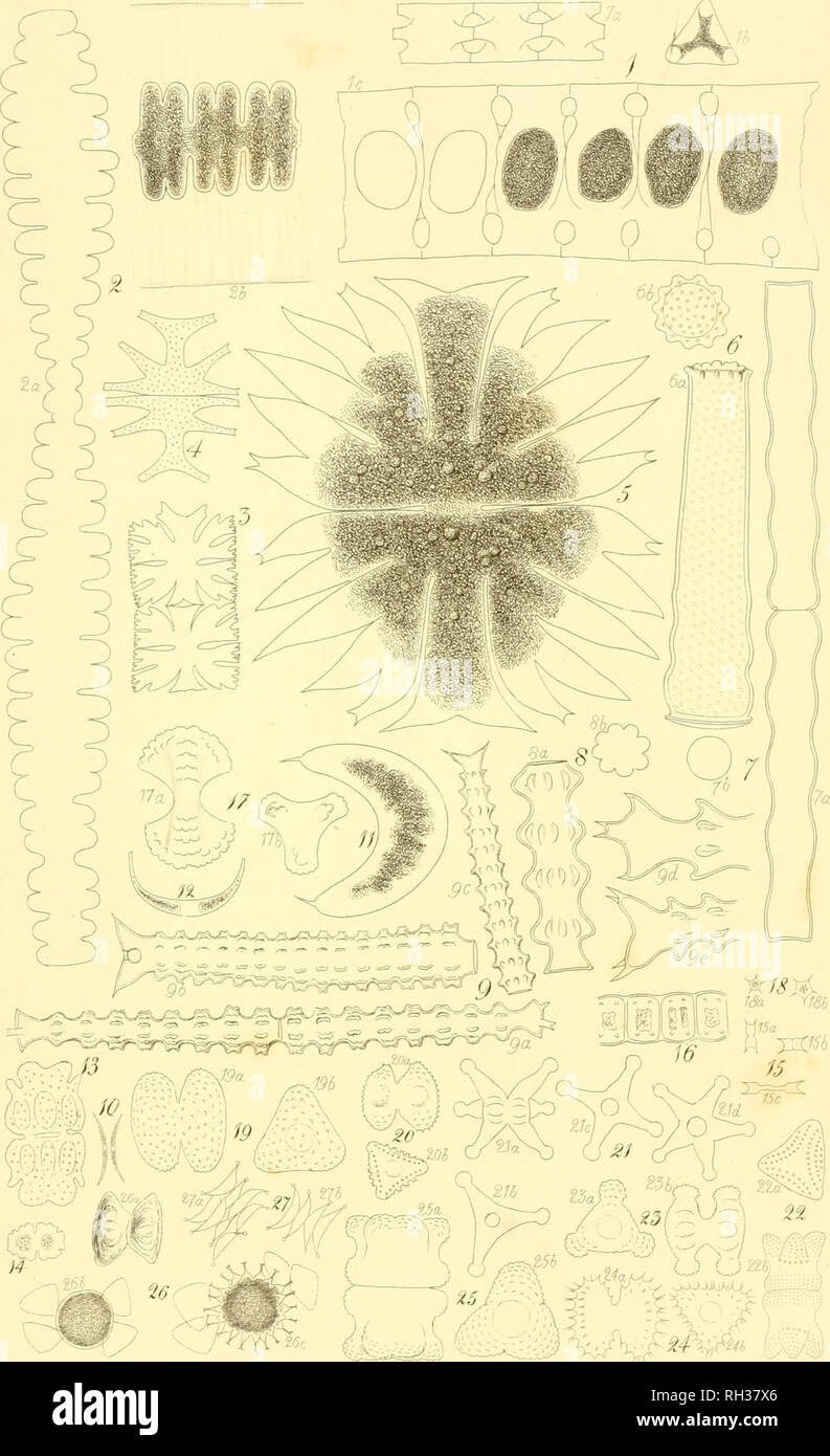 . The British desmidieae. Desmidiaceae; Algae. APTOGO]MOl. SPH^ROZOSMA ...