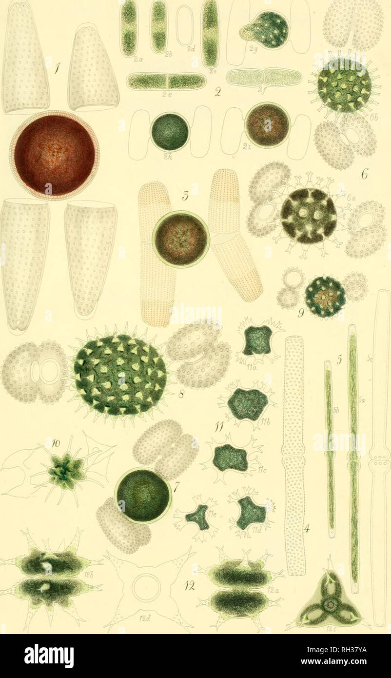 . The British desmidieae. Desmidiaceae; Algae. TETMEMORL'S. PENIl'^I ...