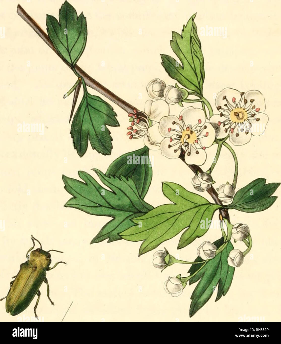 . British entomology : being illustrations and descriptions of the ...