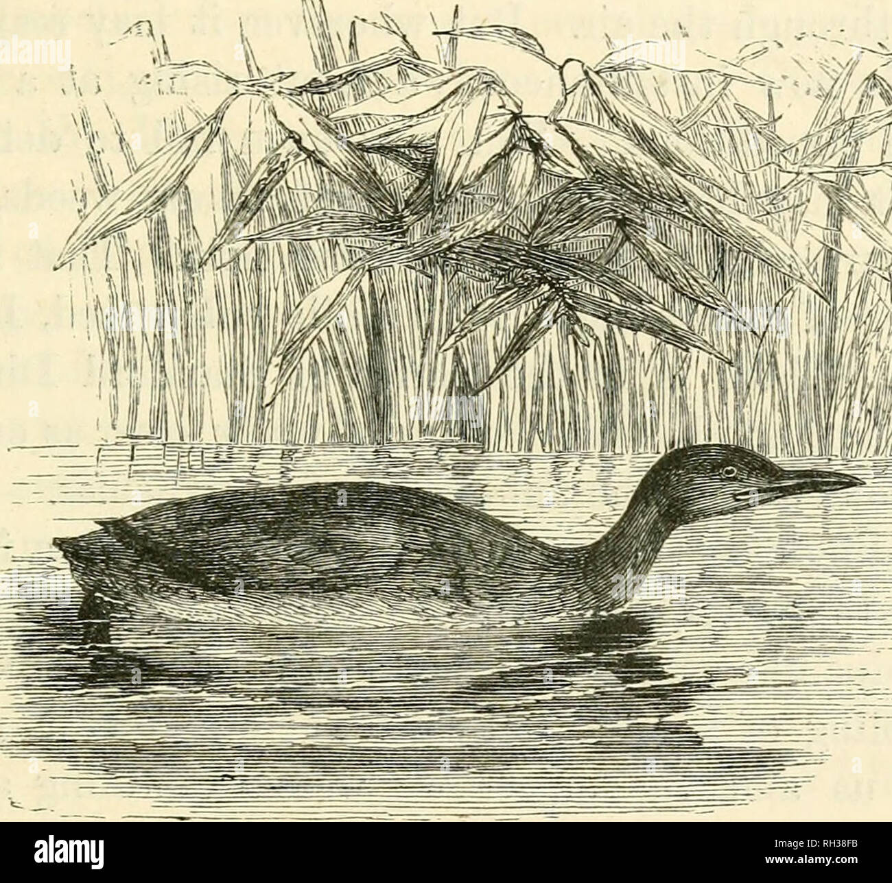 Small Diving Birds Non Water