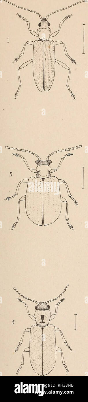 Macroplea hi-res stock photography and images - Alamy