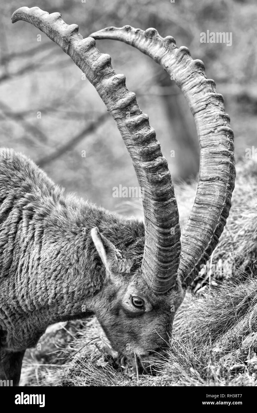Mighty alpine ibex in Black and White Stock Photos & Images - Alamy