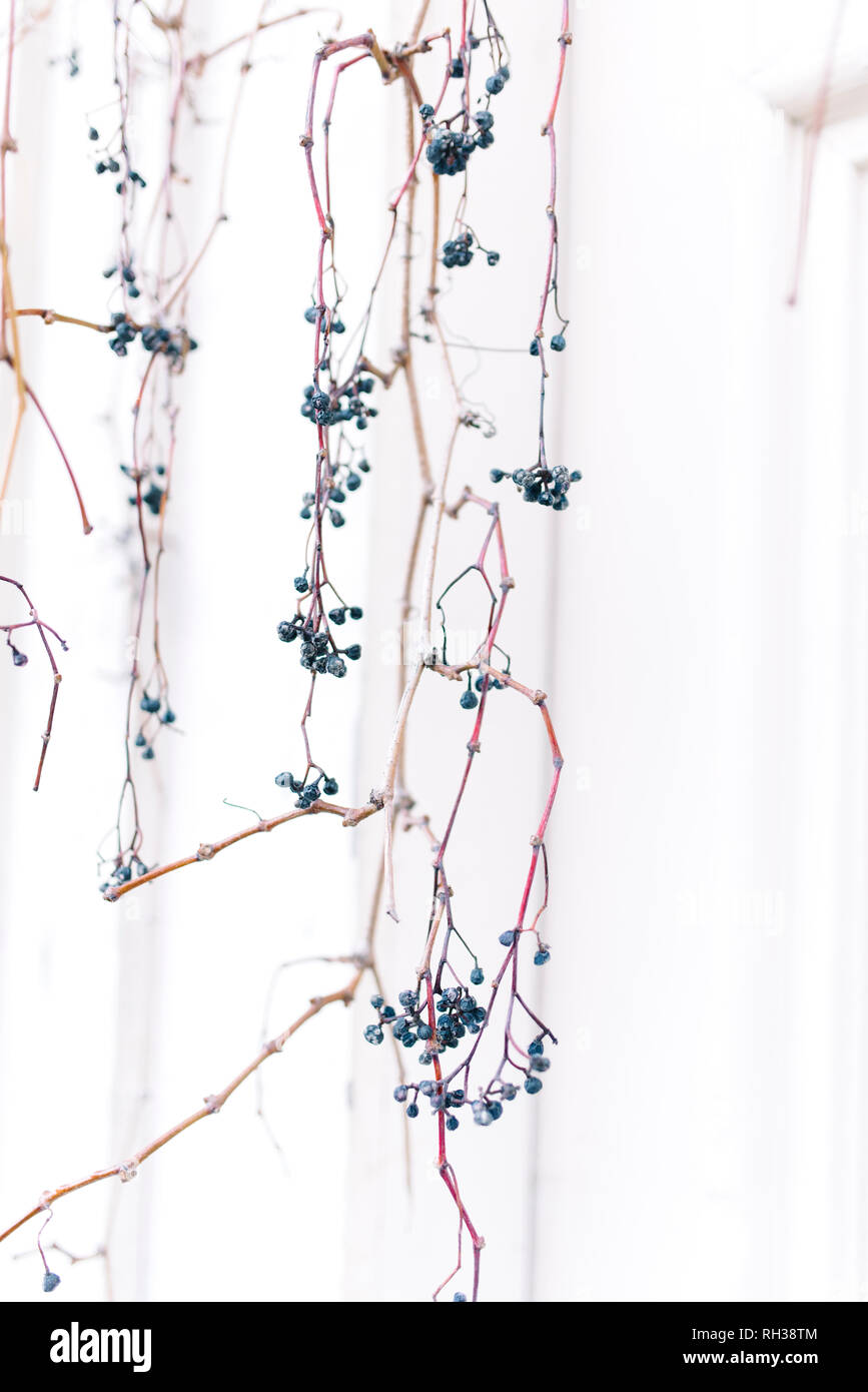 Climbing plants with berries hi-res stock photography and images - Alamy