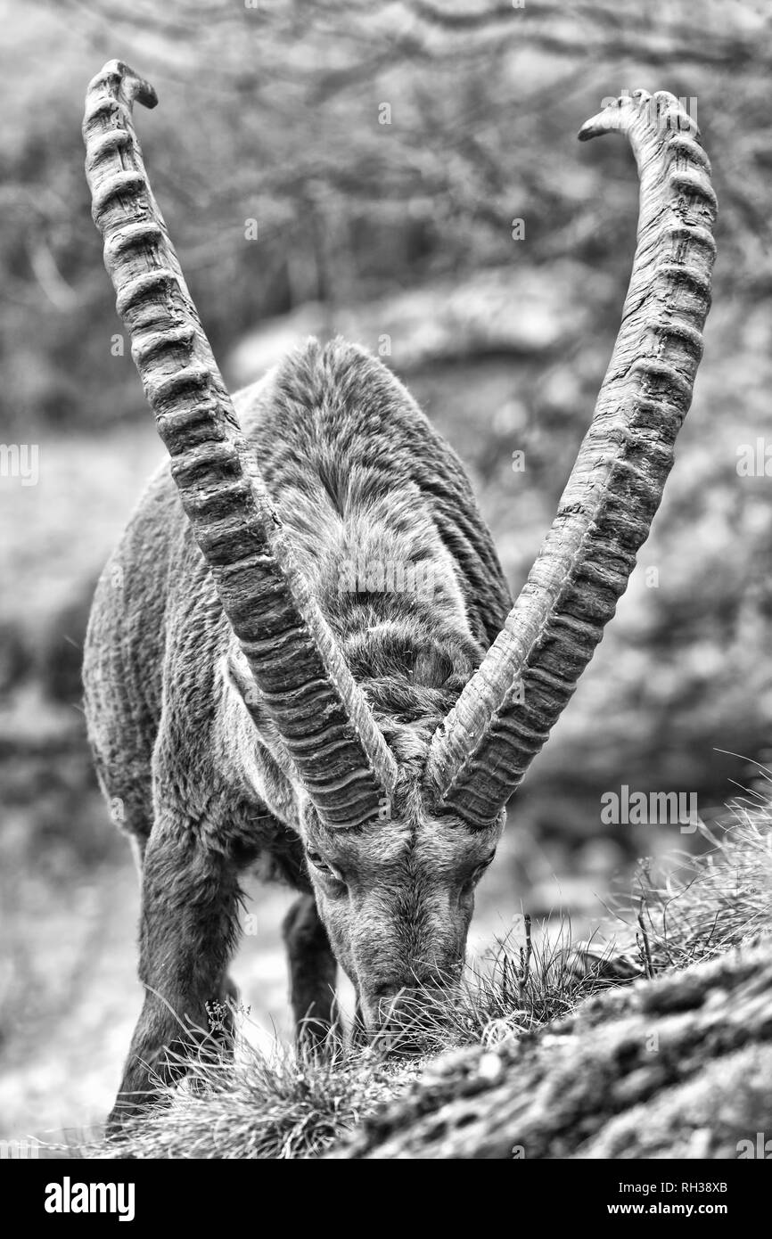 Mighty alpine ibex in Black and White Stock Photos & Images - Alamy
