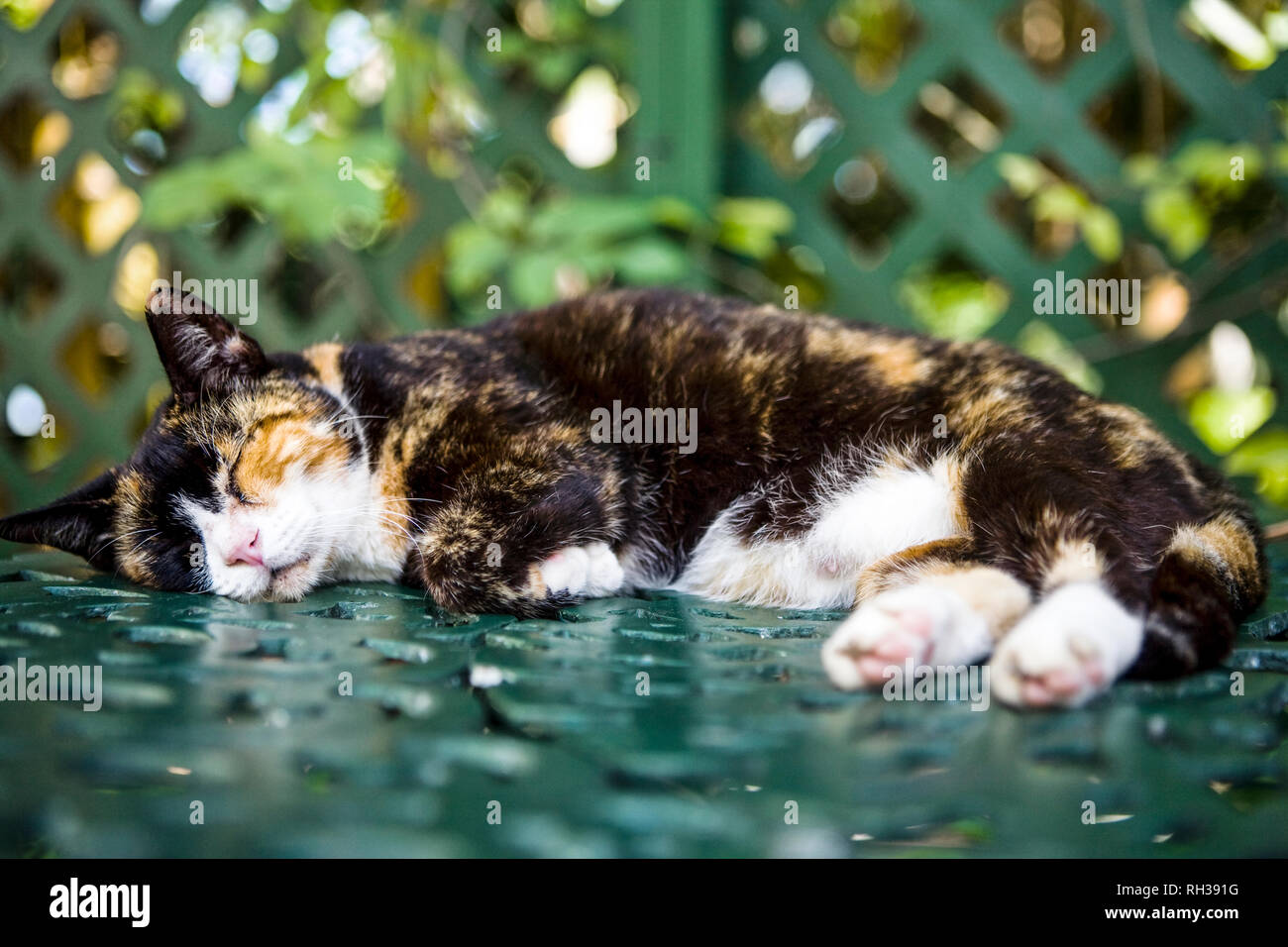 Key west cat hi-res stock photography and images - Alamy