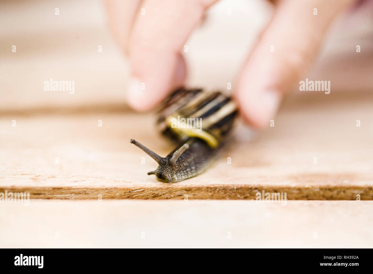 Person holding snail hi-res stock photography and images - Alamy