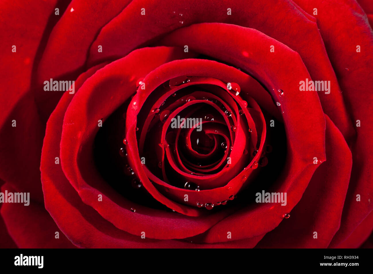 Red rose macro. Closeup of petals. Twisted red color on white ...