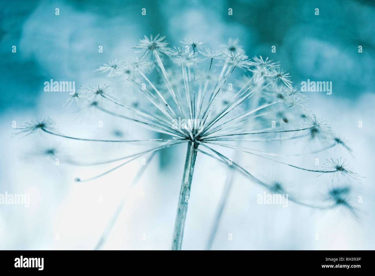 Dried plant, close-up Stock Photo - Alamy