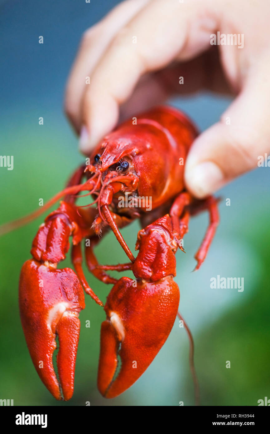 Close up crayfish hi-res stock photography and images - Alamy