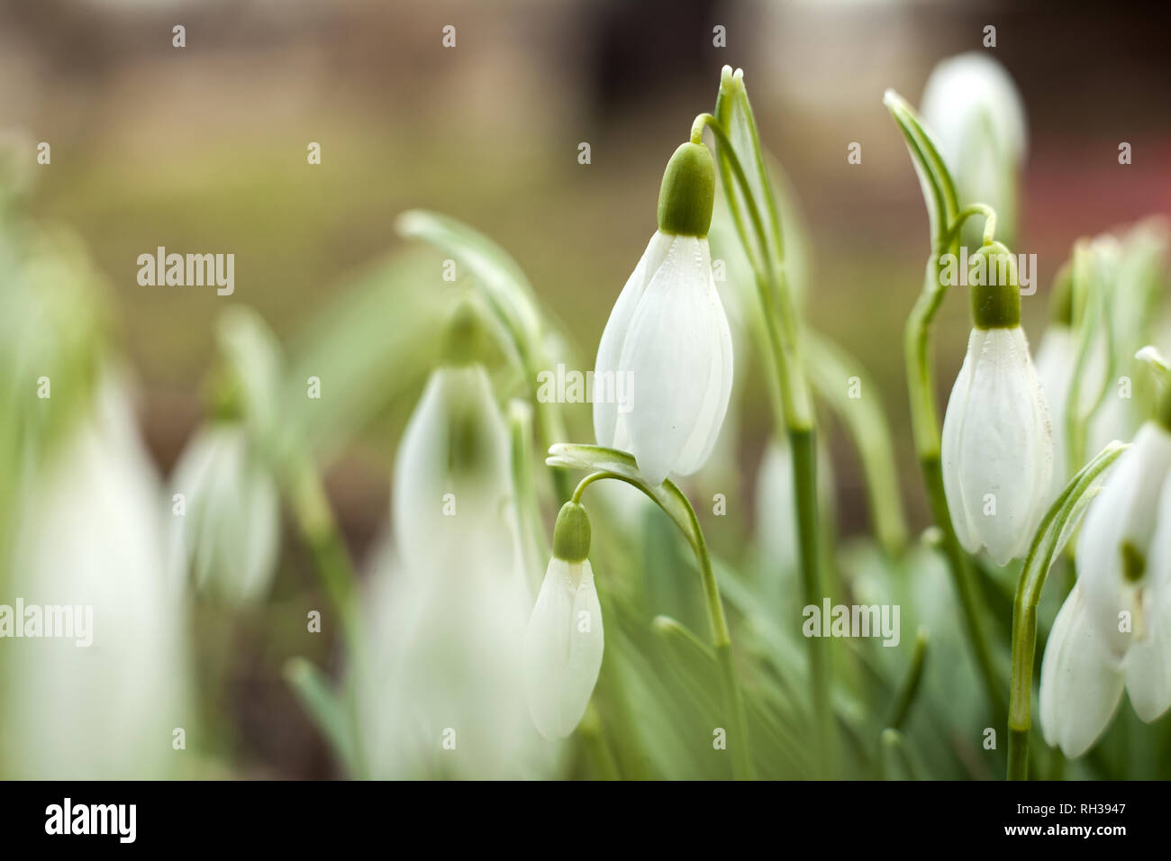 Beautiful snowdrop. The first sign of spring. The snow-white flowers in ...