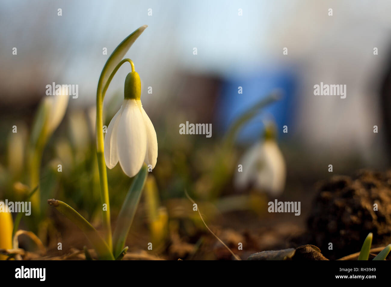 Beautiful snowdrop. The first sign of spring. The snow-white flowers in ...