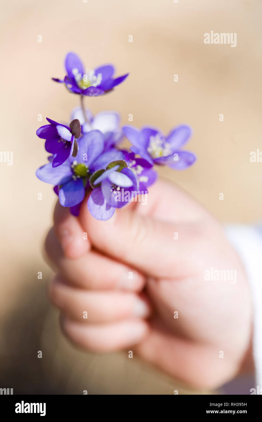 Childs hand with anemones Stock Photo - Alamy