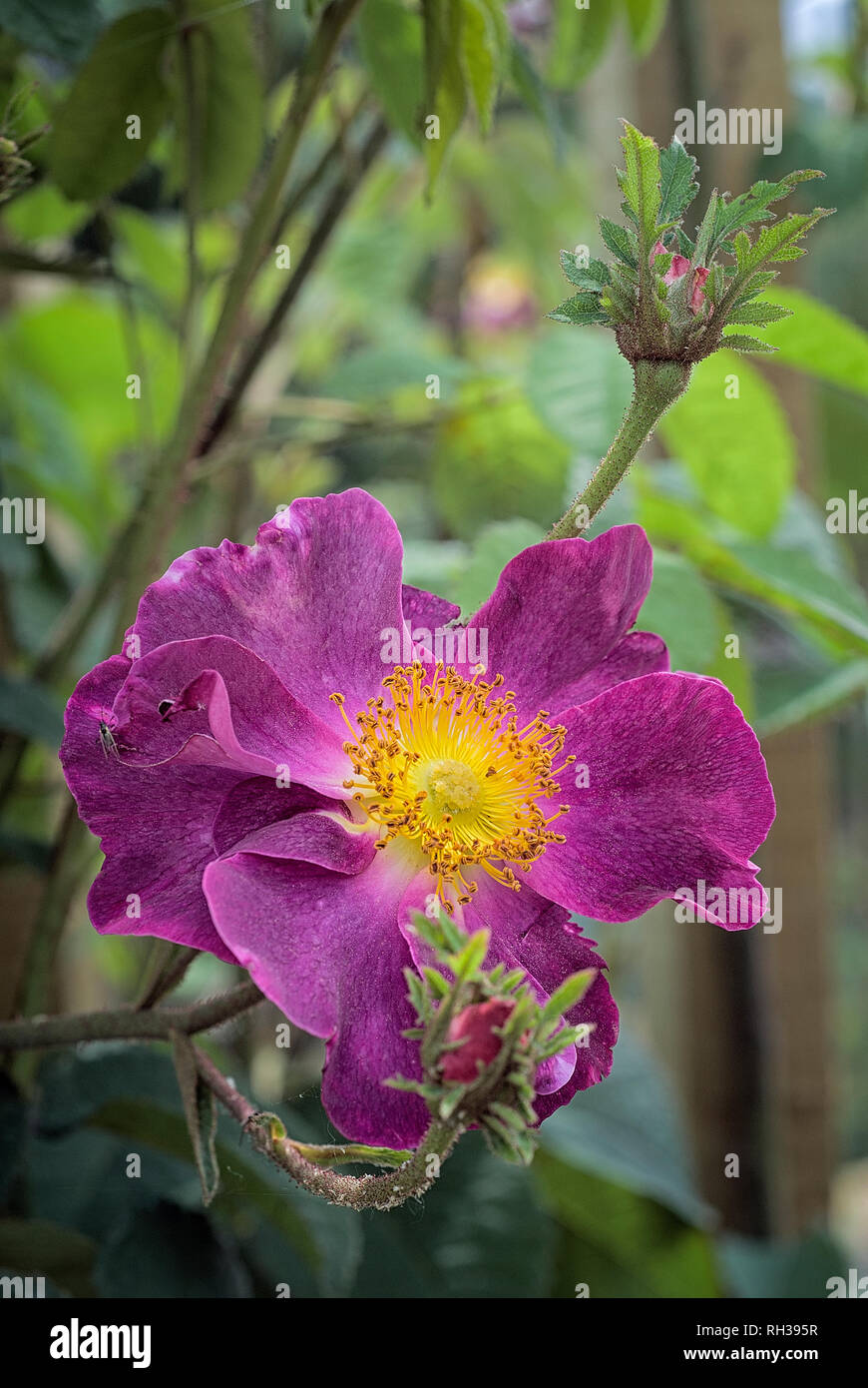 Gallica rose violacea la belle hi-res stock photography and images - Alamy