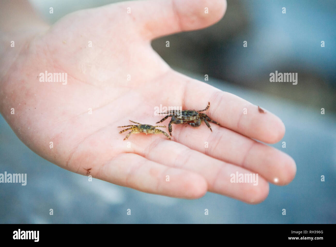 Hand holding small crab hi-res stock photography and images - Alamy