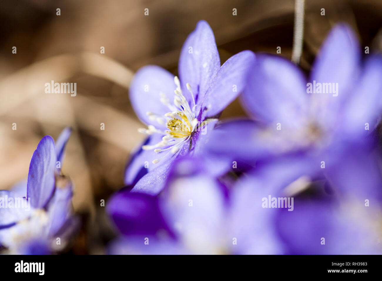 Blue anemones hi-res stock photography and images - Alamy