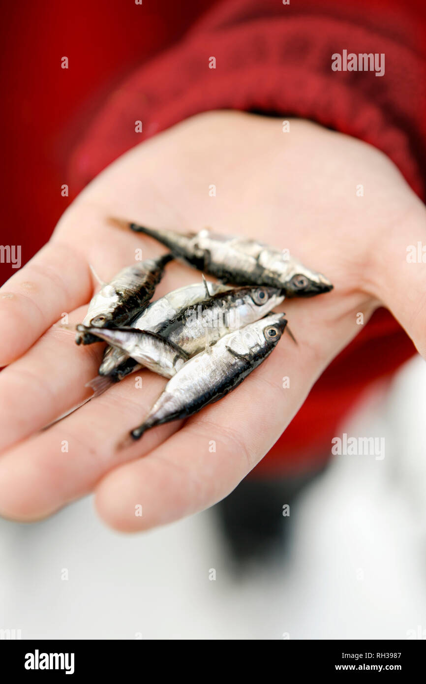 Little fish on childs hand Stock Photo - Alamy