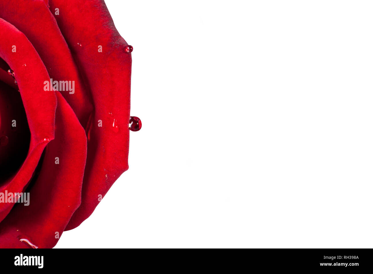 Red rose head on macro with small drops of water Stock Photo - Alamy