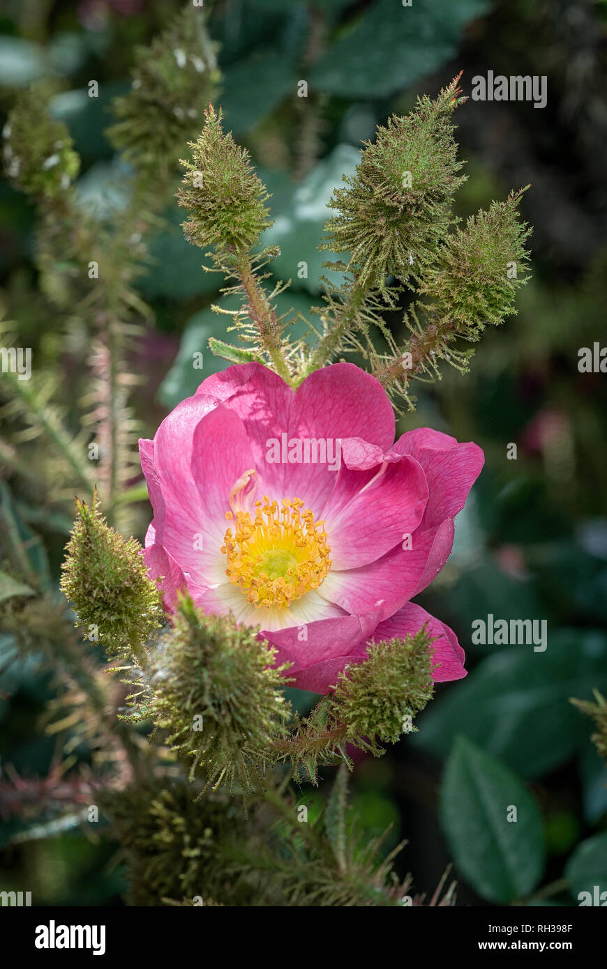 Rosa cv goethe hi-res stock photography and images - Alamy