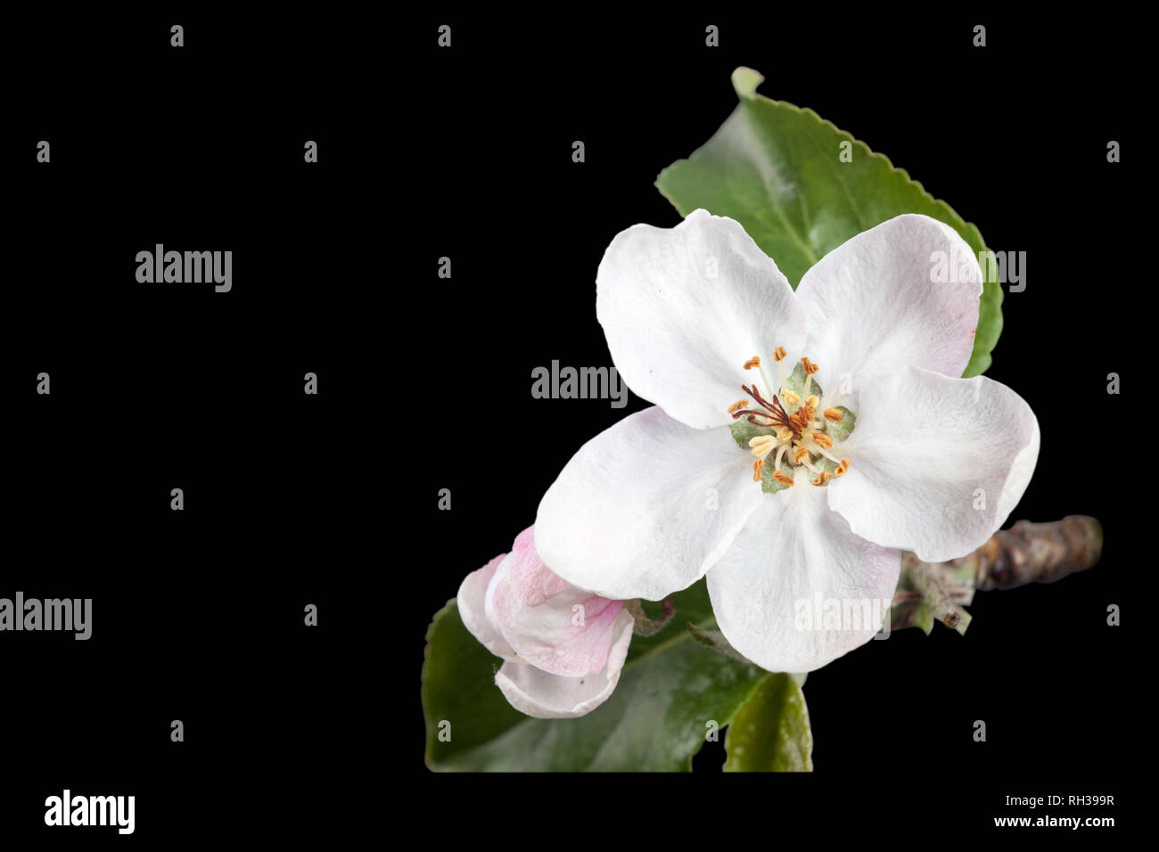 White flower apple tree isolated on pure black background Stock Photo ...