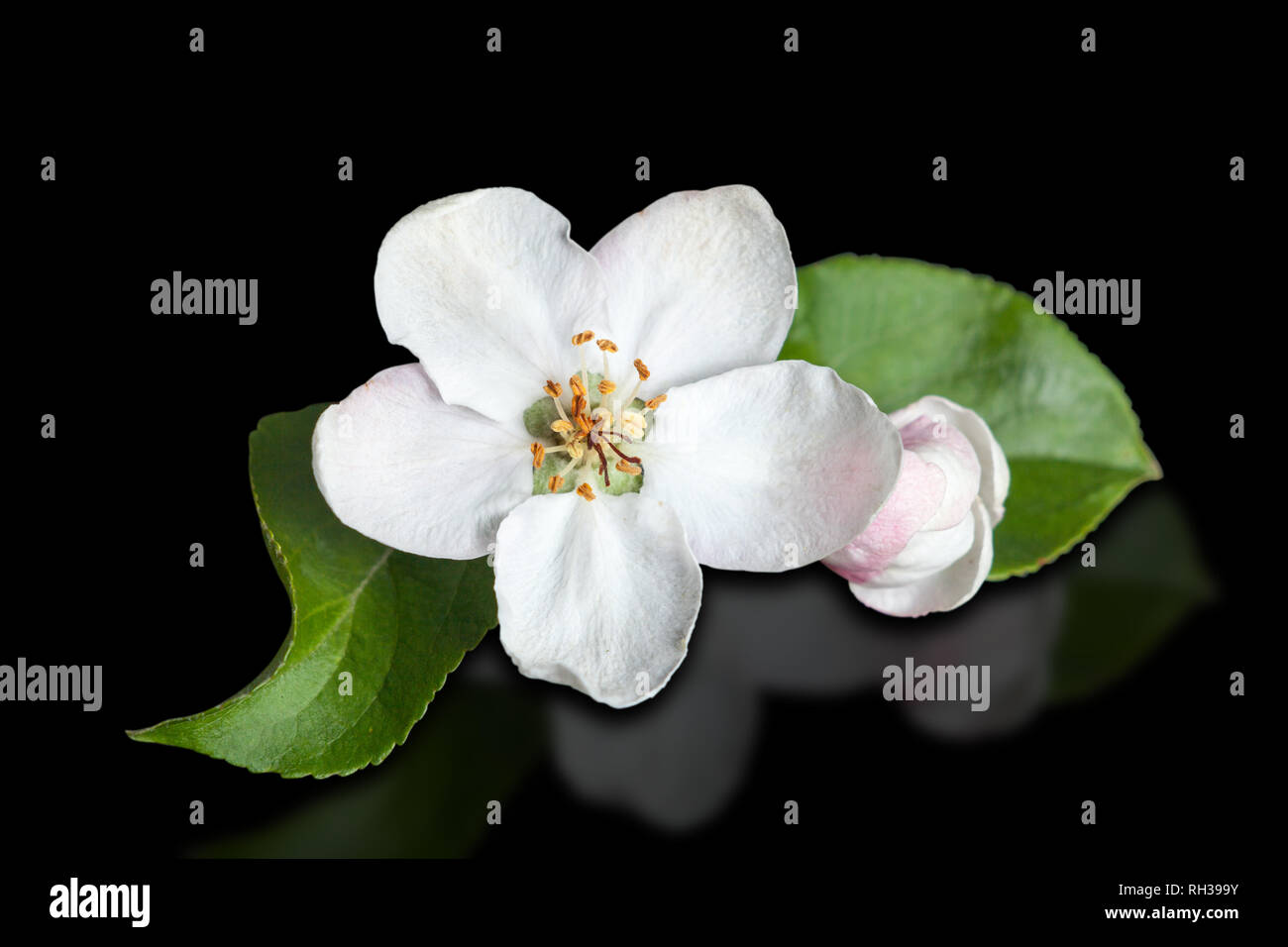 White flower apple tree isolated on pure black background Stock Photo ...