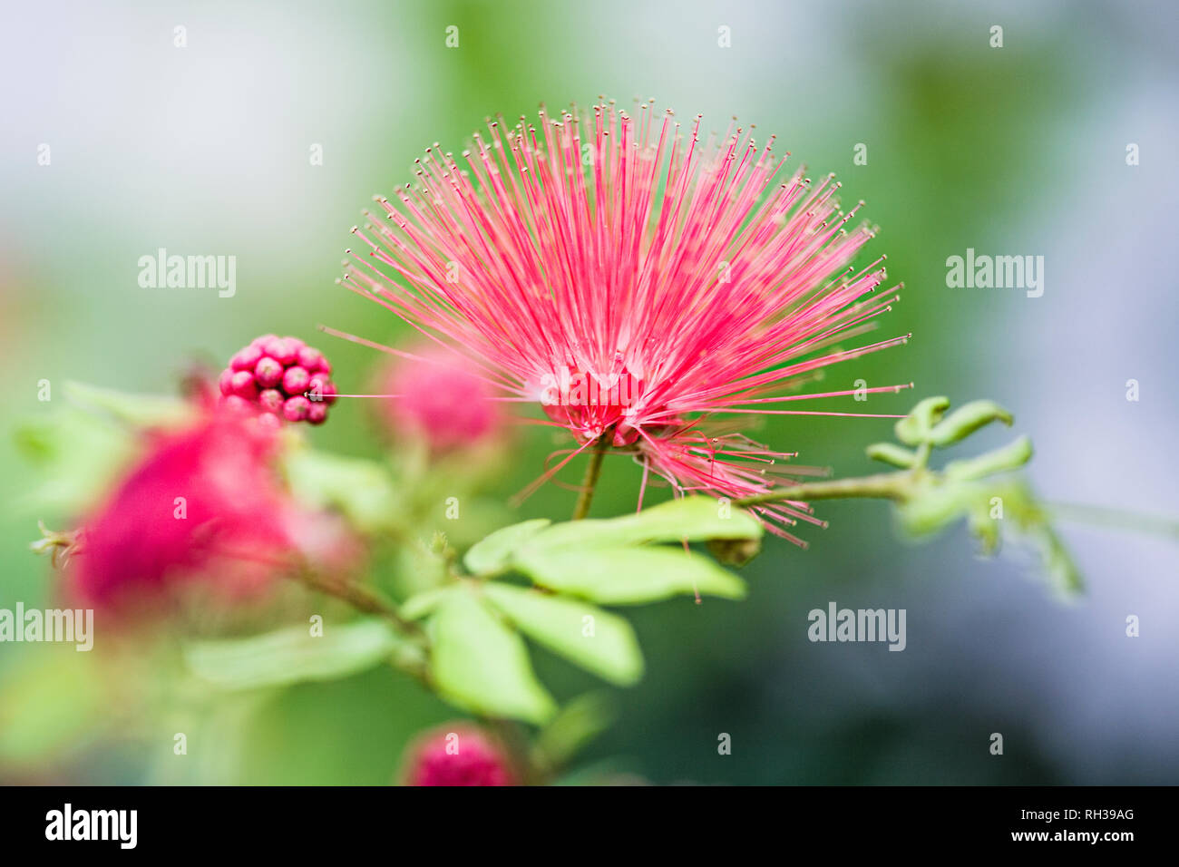 Flower key west hi-res stock photography and images - Alamy