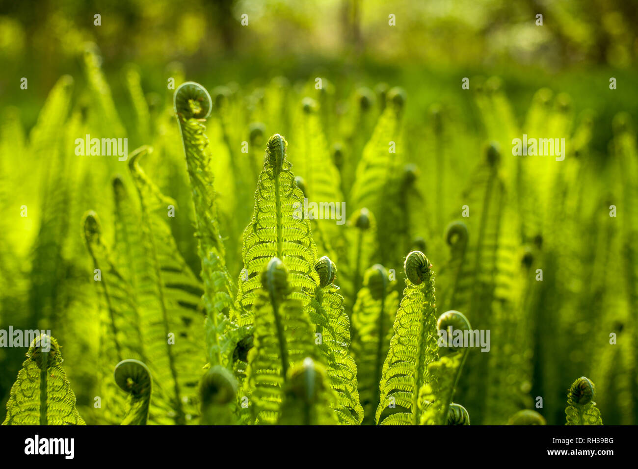 Growing green ferns on natural blured green background. Polypody in a ...