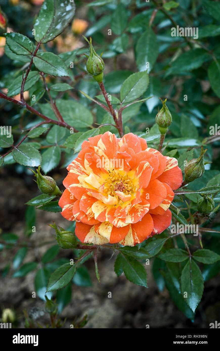 Rosa cv pandemonium hi-res stock photography and images - Alamy