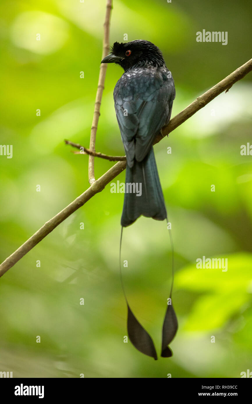 Singapore national bird hi-res stock photography and images - Alamy