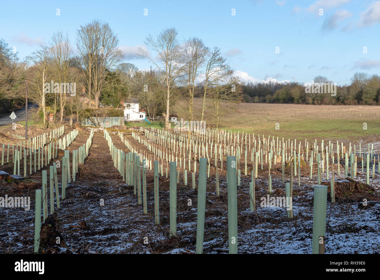 Deforestation england hi-res stock photography and images - Alamy