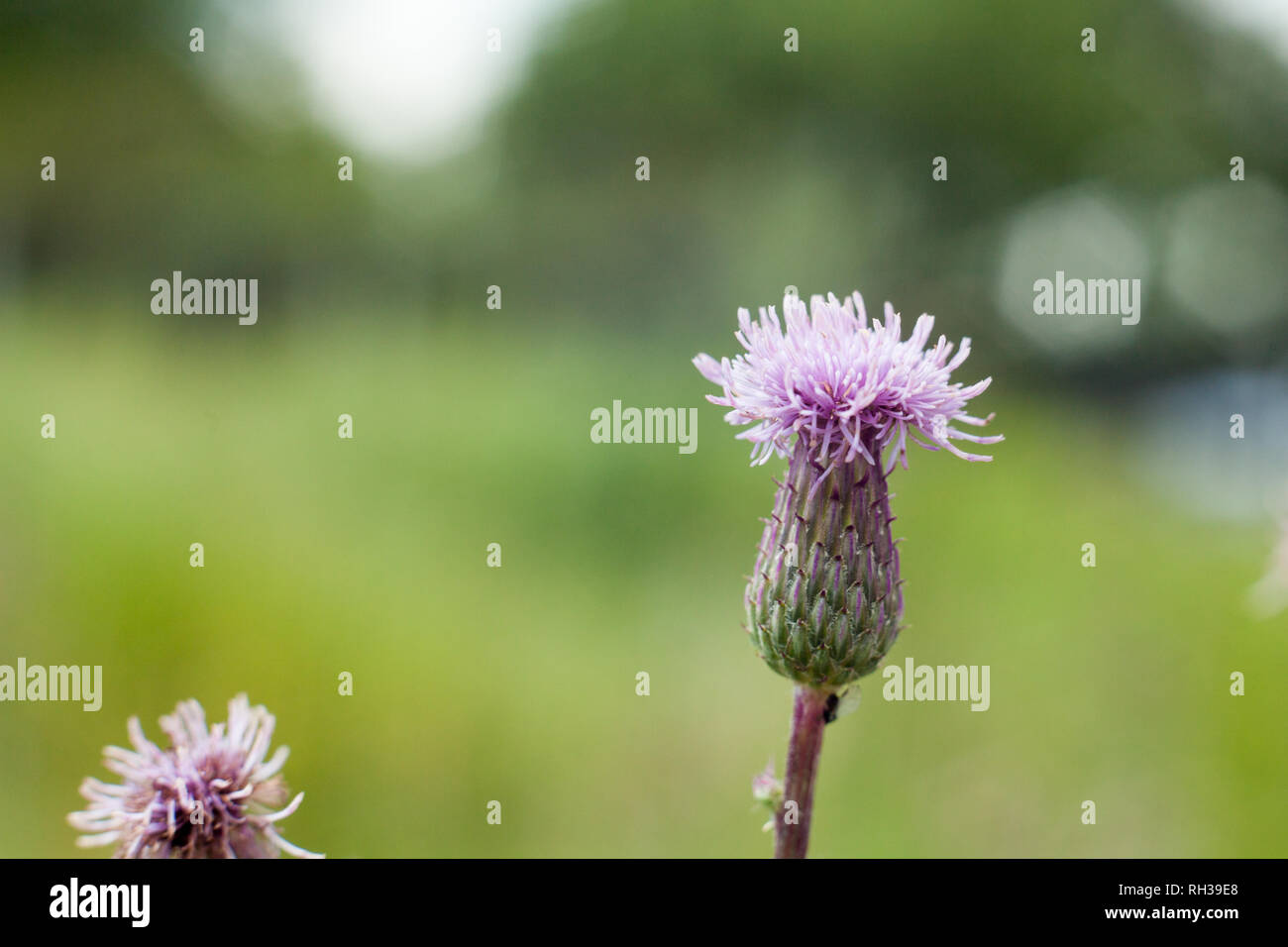 Field thistle and blooming pink flower. Field wild-type plant with ...