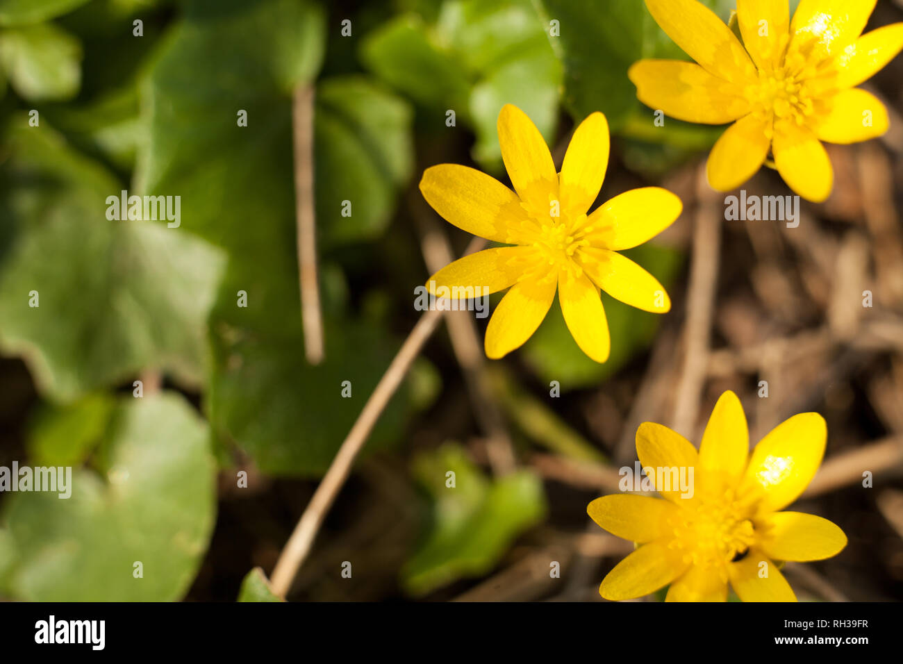 Spring buttercup flower with the large eight-petal inflorescence on a ...