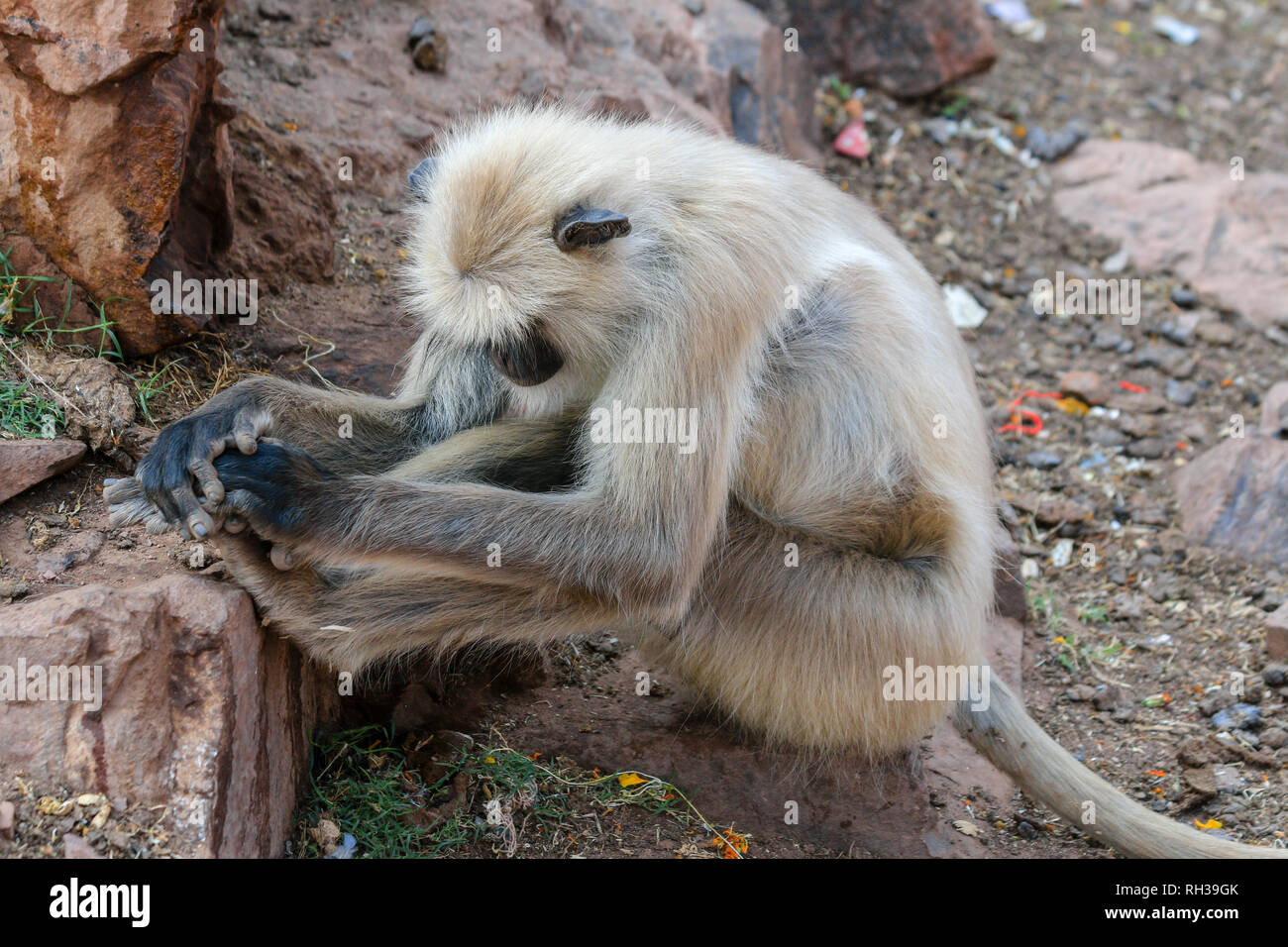 Cracking nut hi-res stock photography and images - Alamy