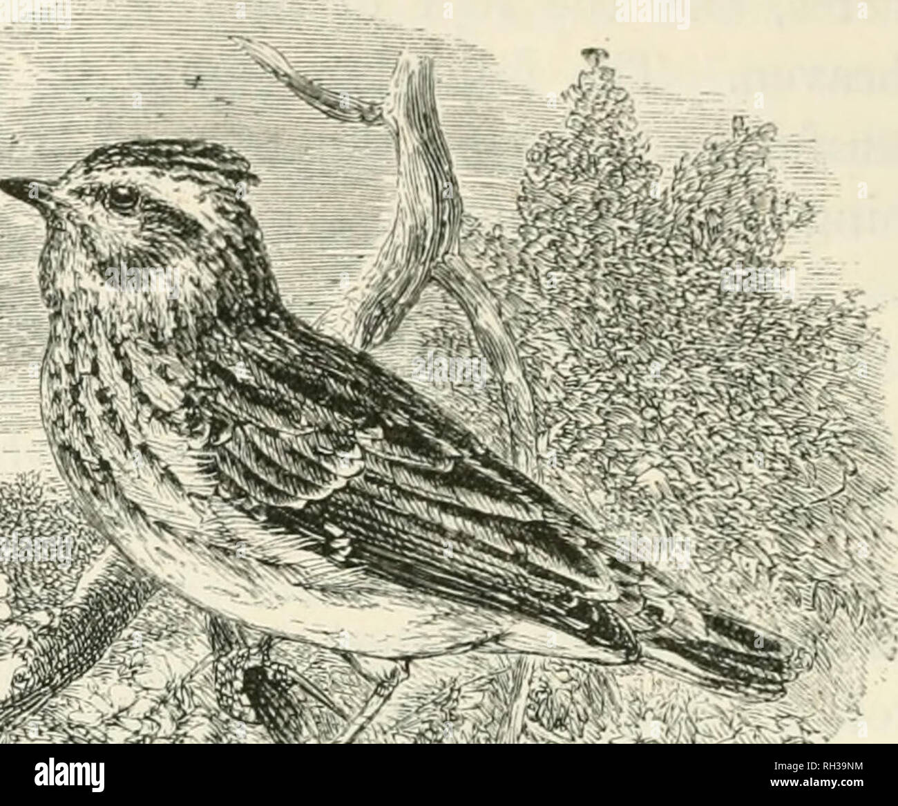 Woodlark british hi-res stock photography and images - Alamy