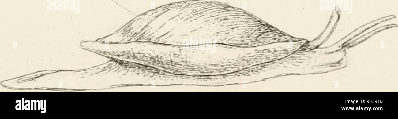 Turricula hi-res stock photography and images - Alamy