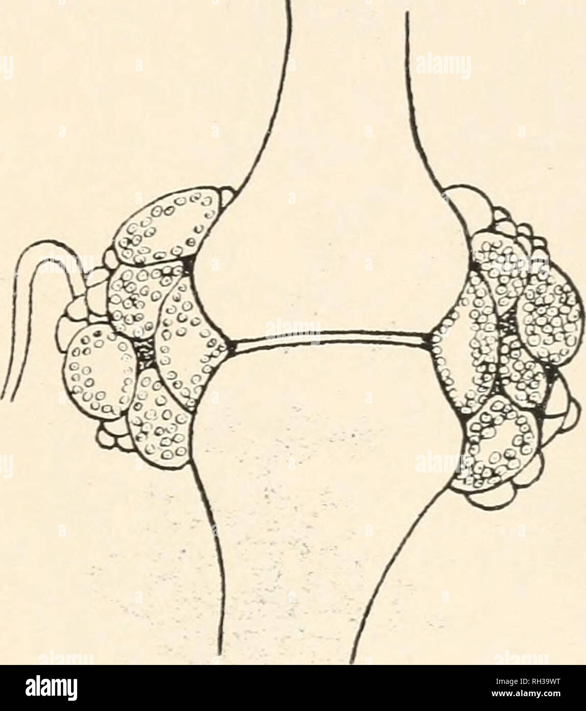 . The British Charophyta. Characeae -- Great Britain. 11. FIG. 14.—i ...