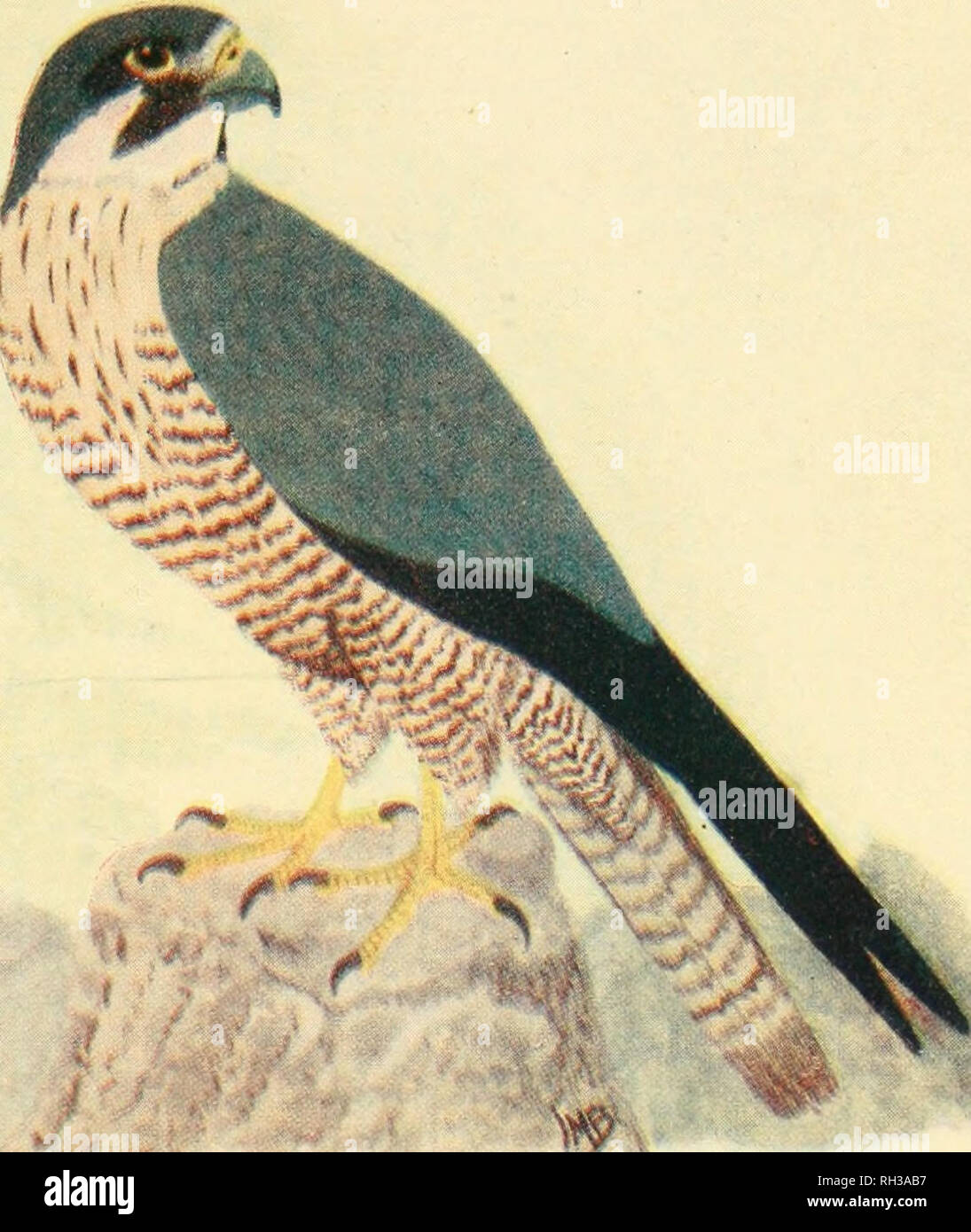 Peregrine falcon london hi-res stock photography and images - Alamy