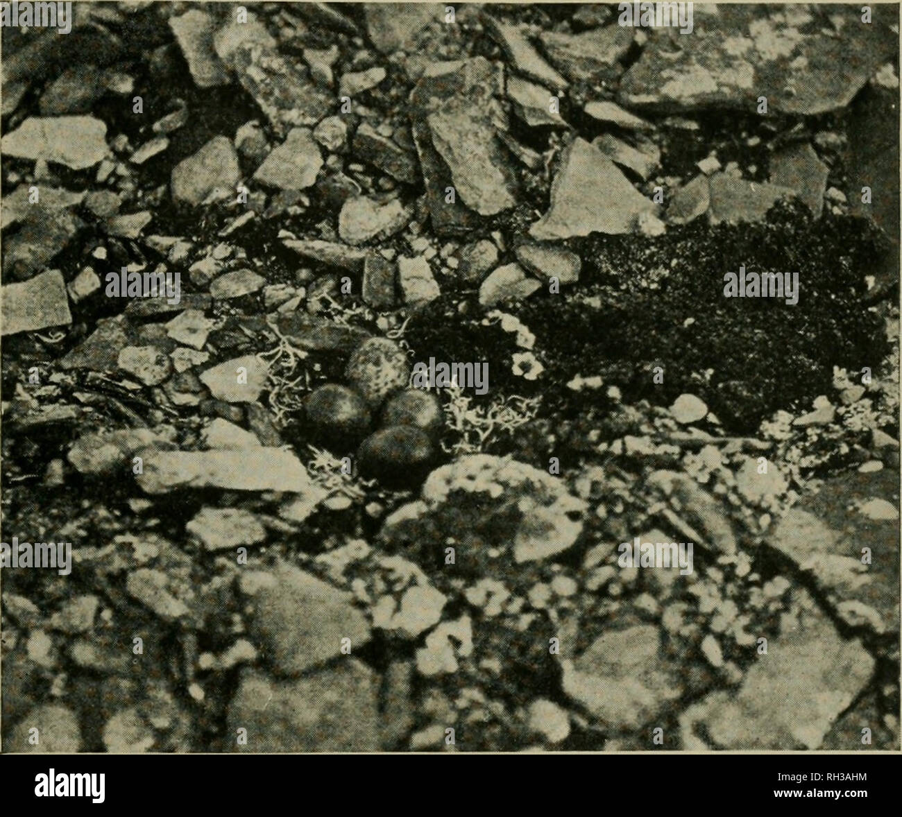 . British birds. Birds. VOL. XIII.1 HUKEDING OF THE KNOT. 281 feeding ...