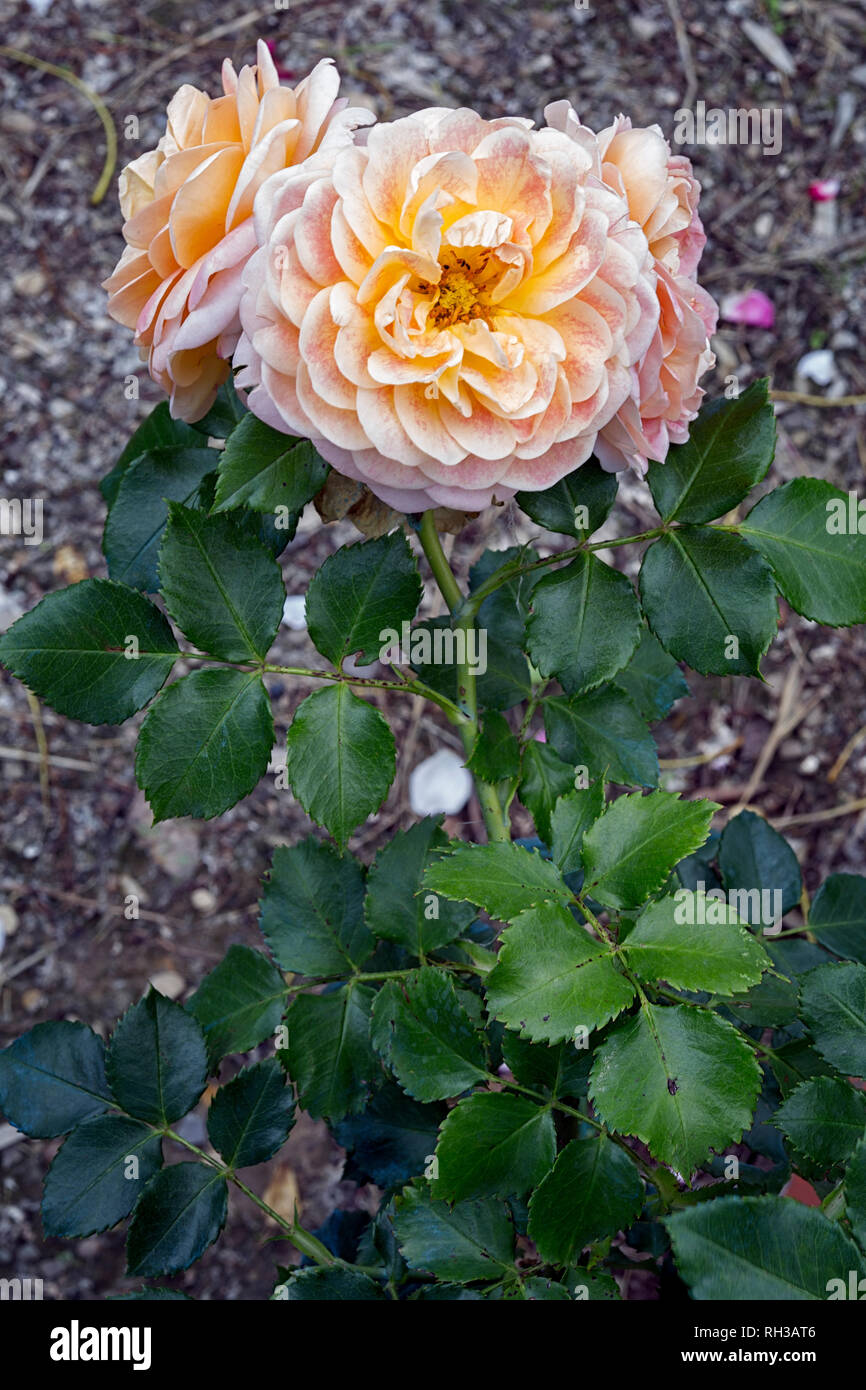 Rosa cv concerto hi-res stock photography and images - Alamy