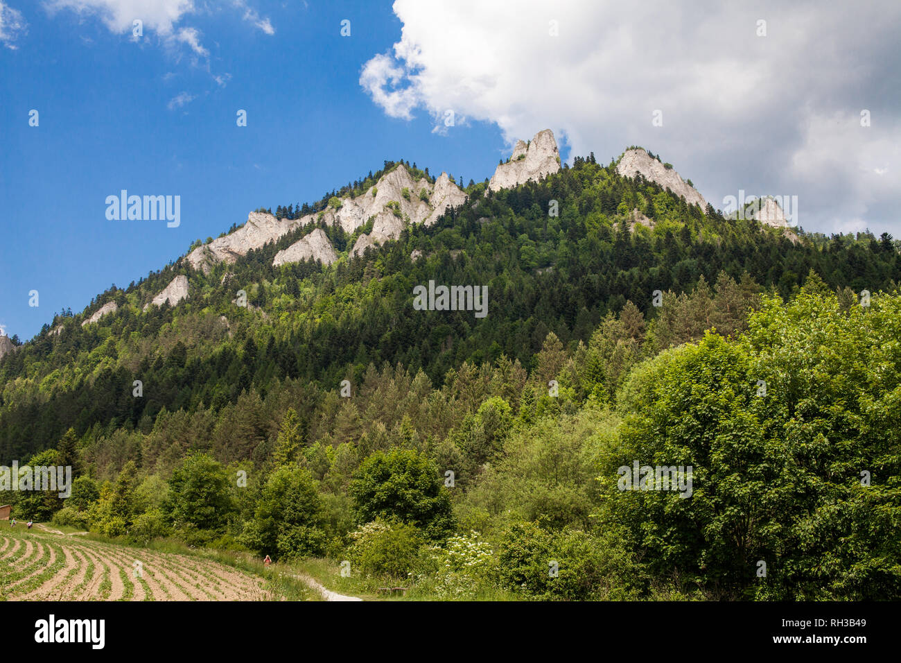 Mountains Three Crowns (Trzy Korony) is Polish Pieniny. National park ...