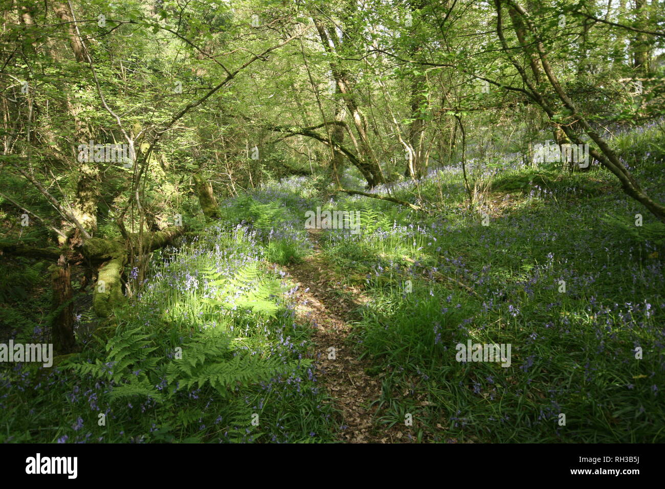 Woodland path ferns hi-res stock photography and images - Alamy