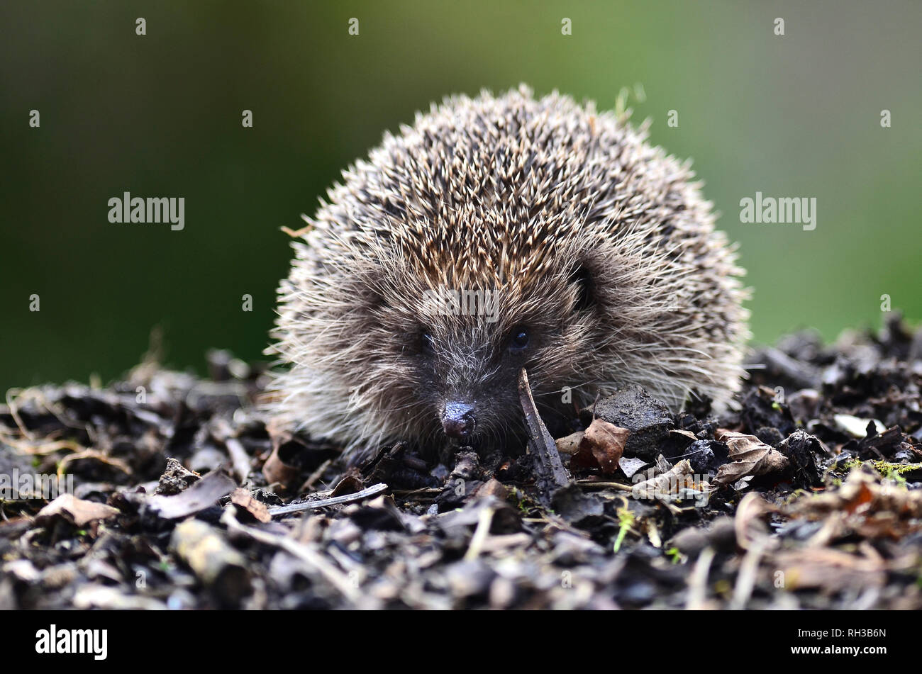 Native hedgehogs hi-res stock photography and images - Alamy