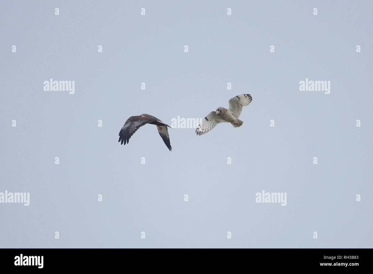 Owls fighting hi-res stock photography and images - Alamy