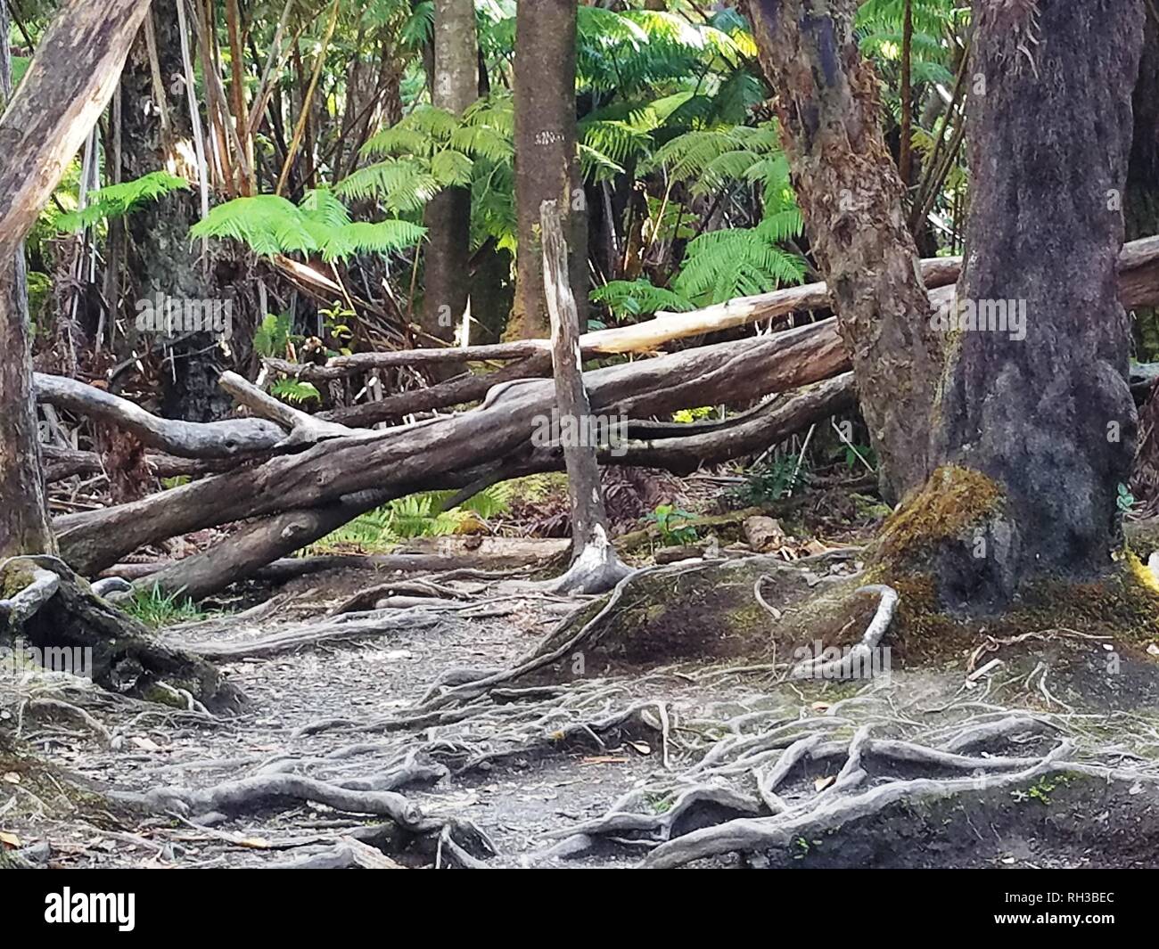 Fallen_tree hi-res stock photography and images - Alamy